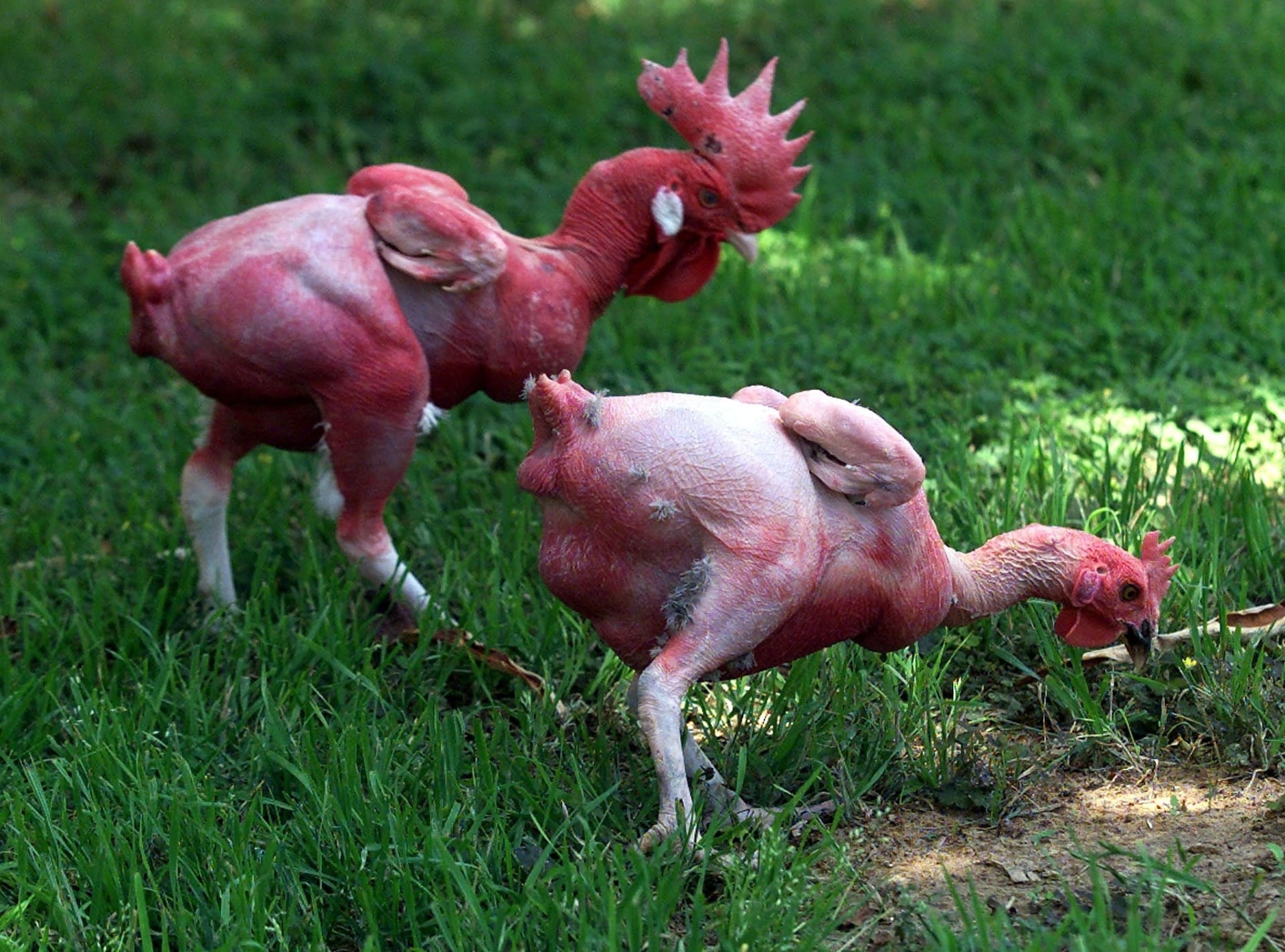 Featherless Chicken