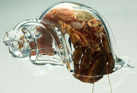 Hermit Crabs With Glass Shells