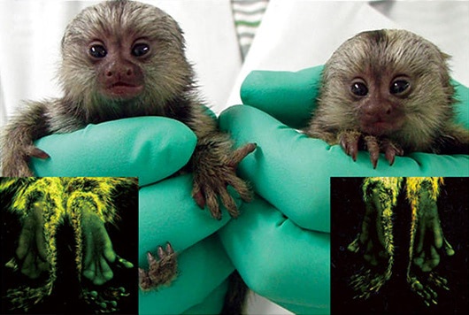 Green Glowing Monkeys