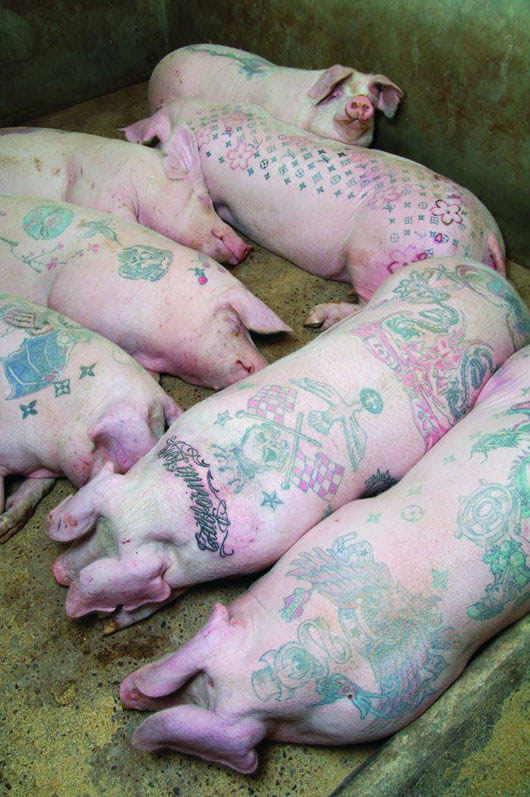 Branded Pigs | Next Nature