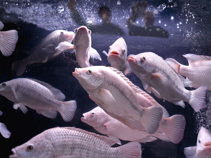 Dumpster Fish the Future of Farming | Next Nature
