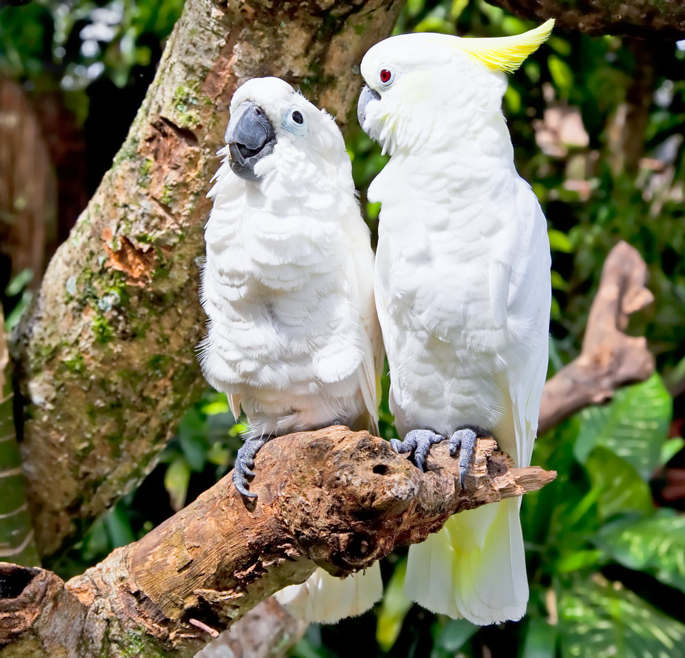 Escaped Pet Birds Teach Wild Cockatoos how to Talk | Next Nature
