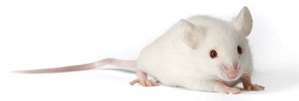 Mice Reporting For Duty | Next Nature