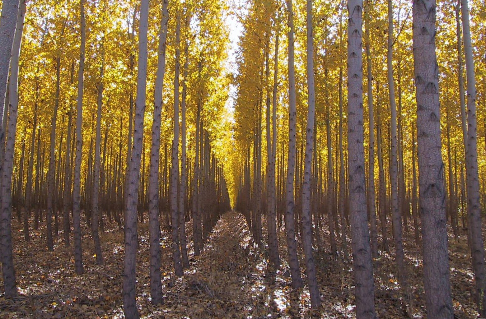 GMO Trees to Simplify Paper Production | Next Nature