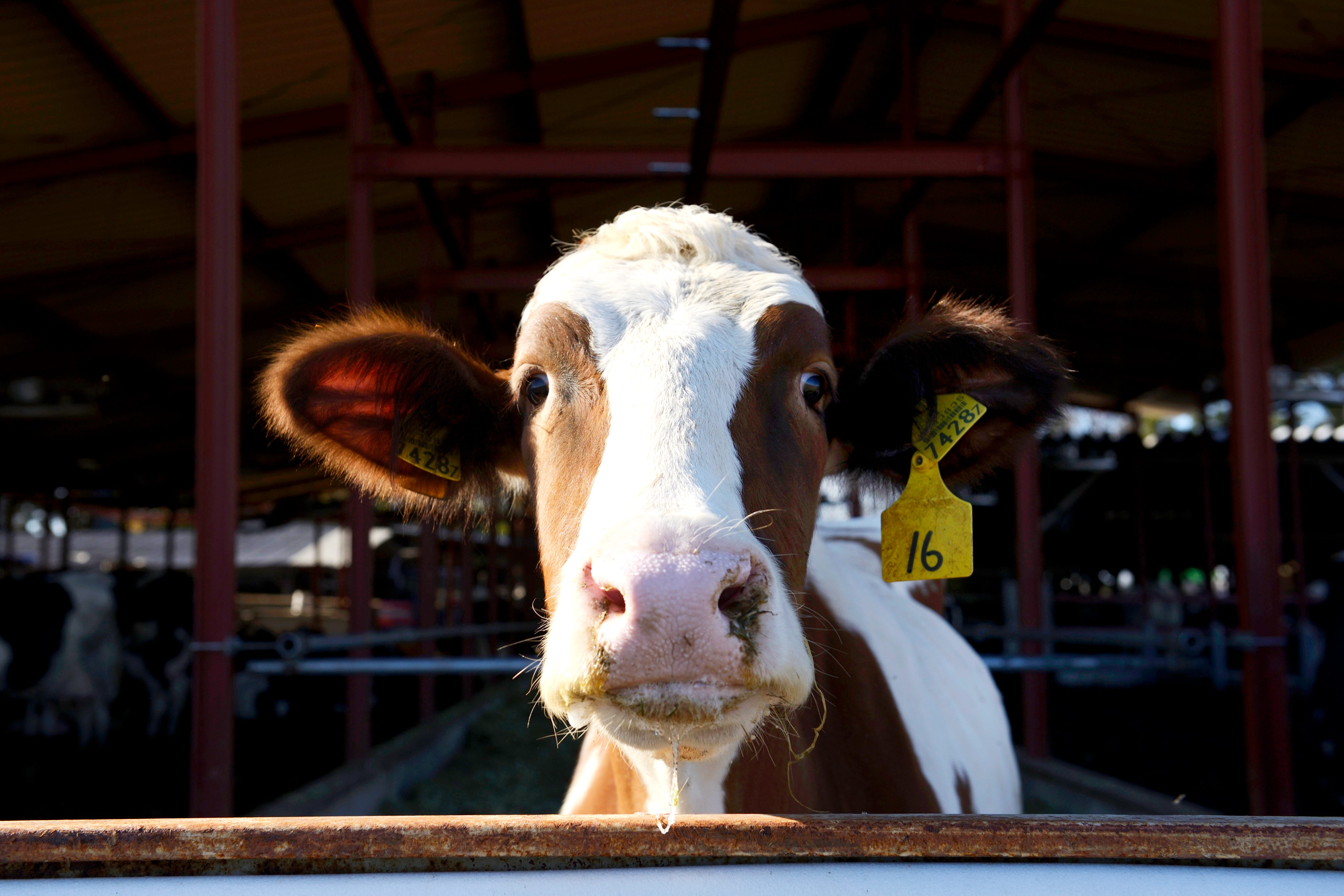 From the Super Muscular Pig to the Hypoallergenic Cow: New GMOs May ...