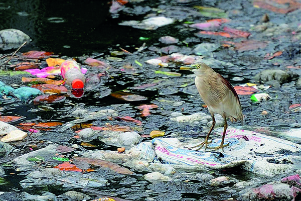 Eating Plastic or Krill: a Smelly Story for Birds