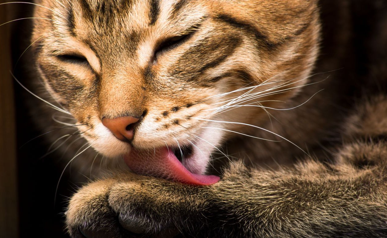 Body hair helps animals stay clean – and could inspire self-cleaning ...