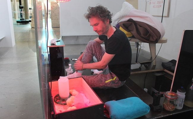 Human Artist Hatches Ten Chicken Eggs | Next Nature