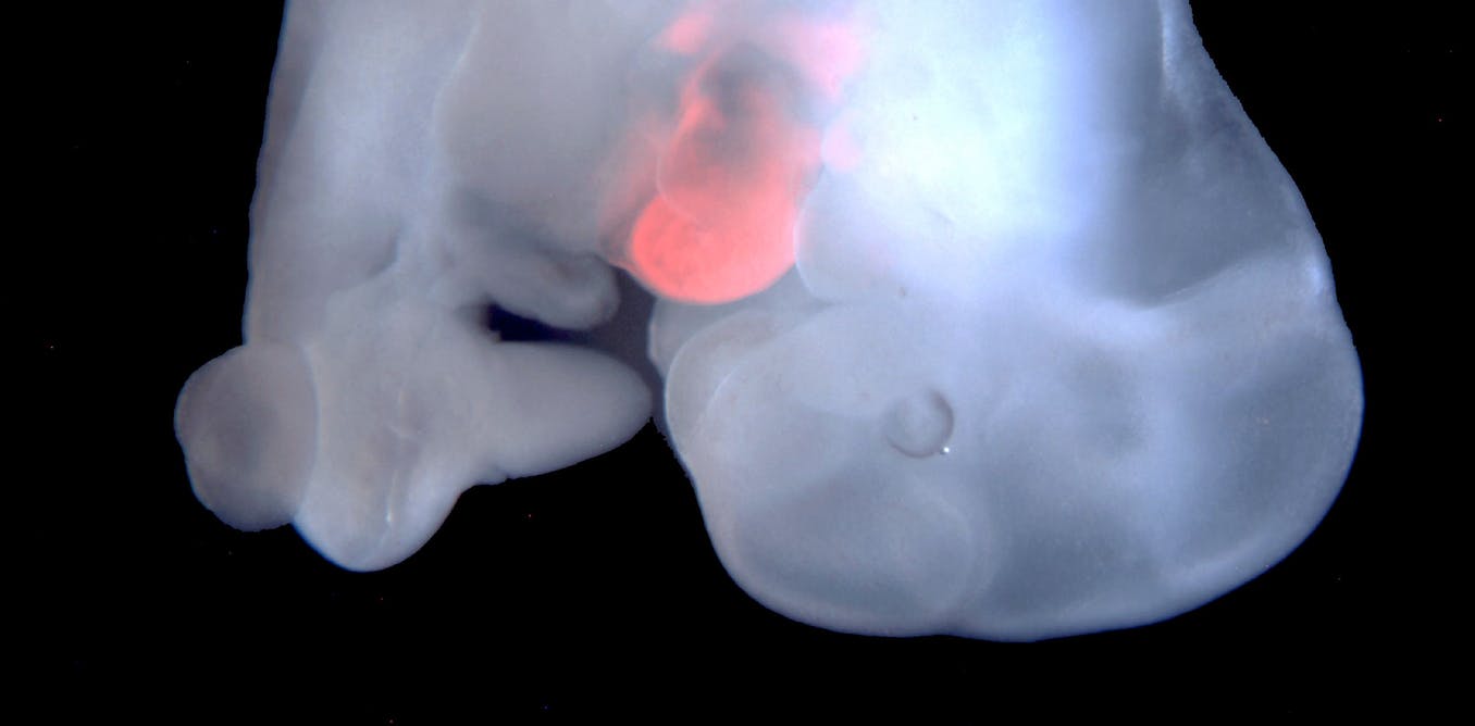 Human-animal hybrids could be used for growing organs | Next Nature