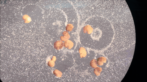 The next generation xenobots are here | Next Nature