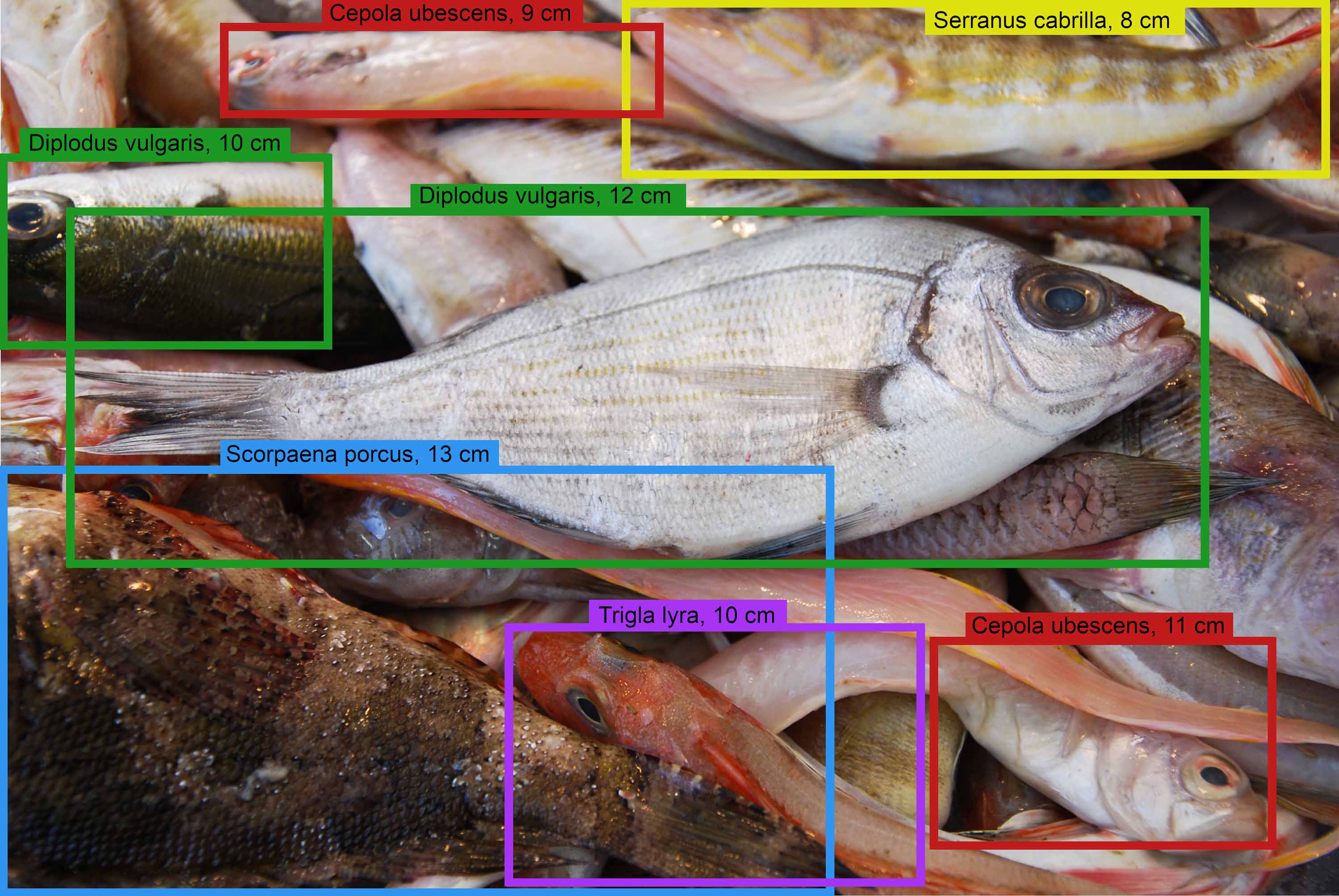 The information age is starting to transform fishing worldwide | Next ...