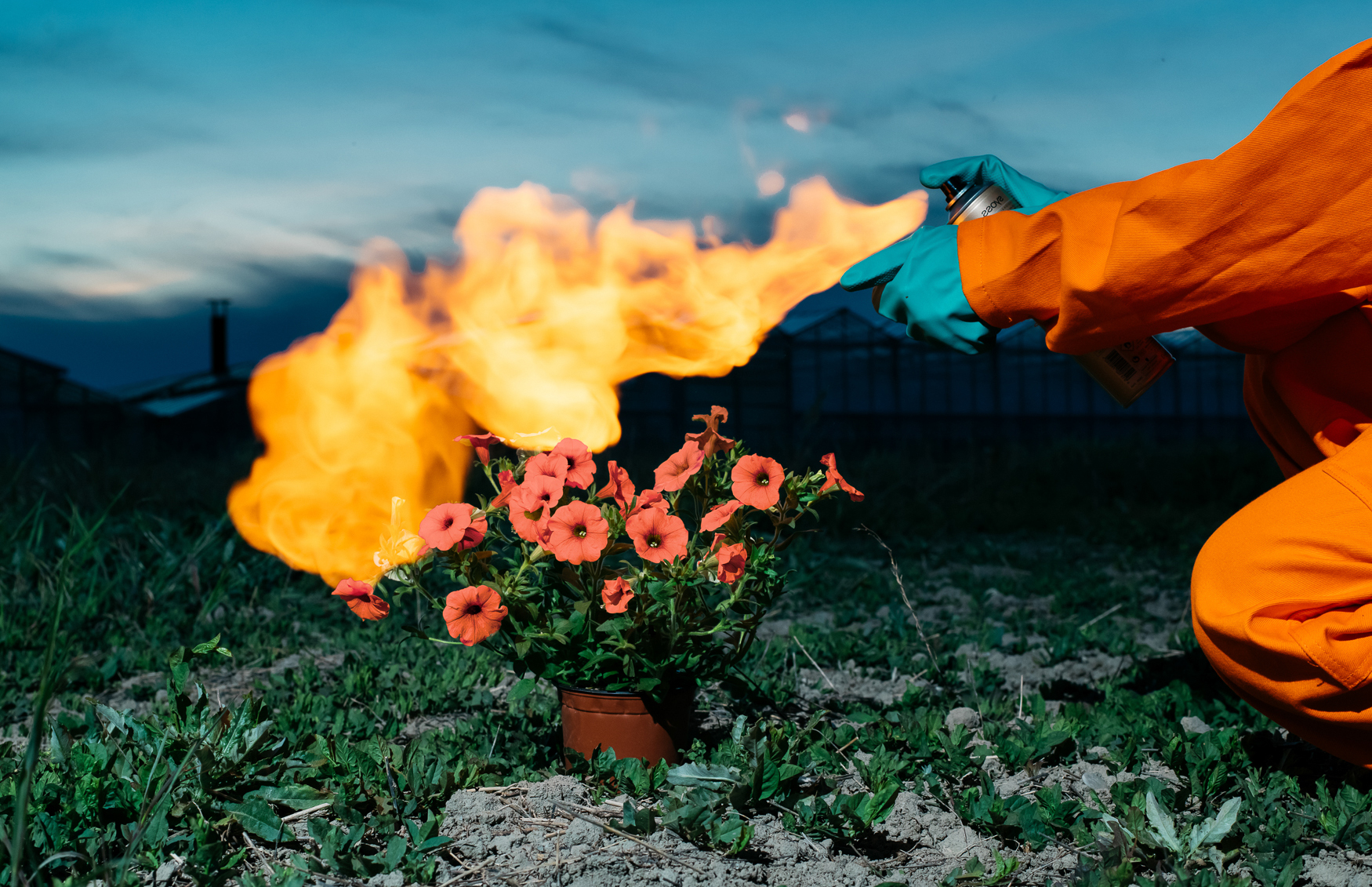 The Petunia Carnage | Next Nature