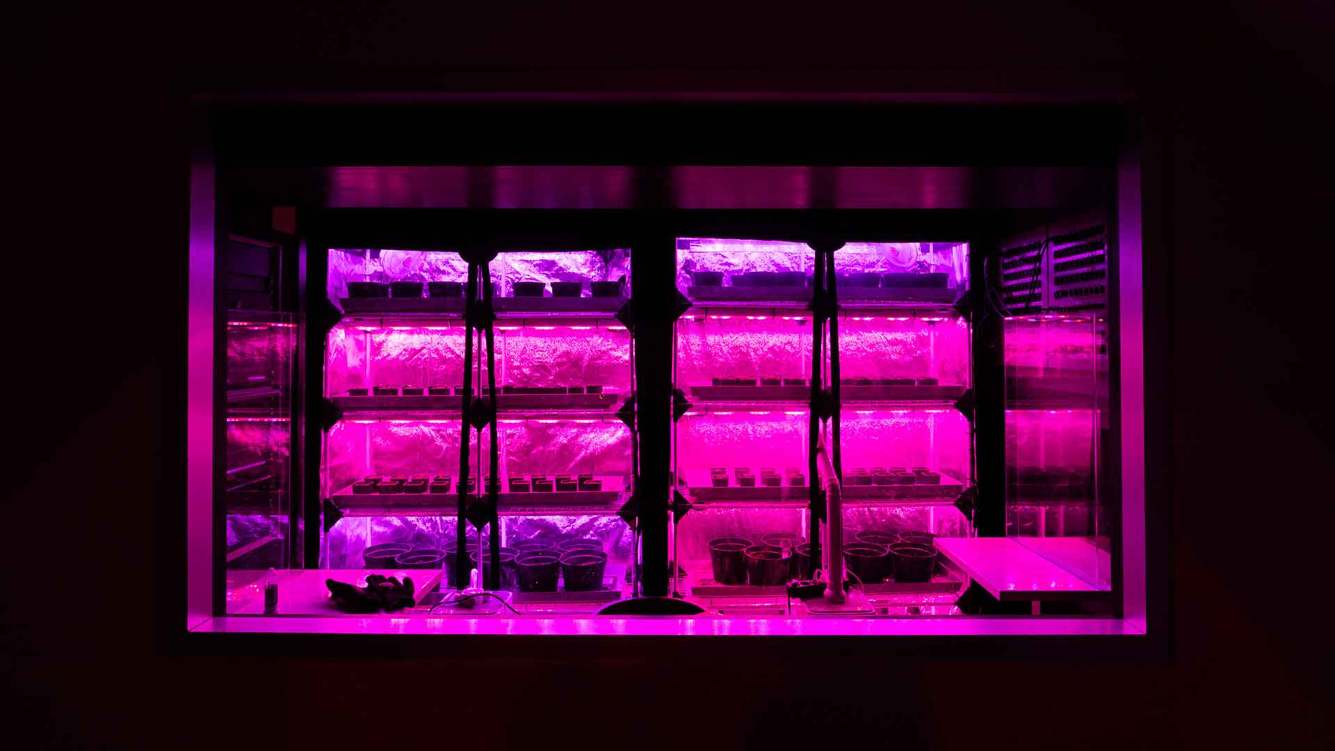 Potatoes from Mars | Next Nature